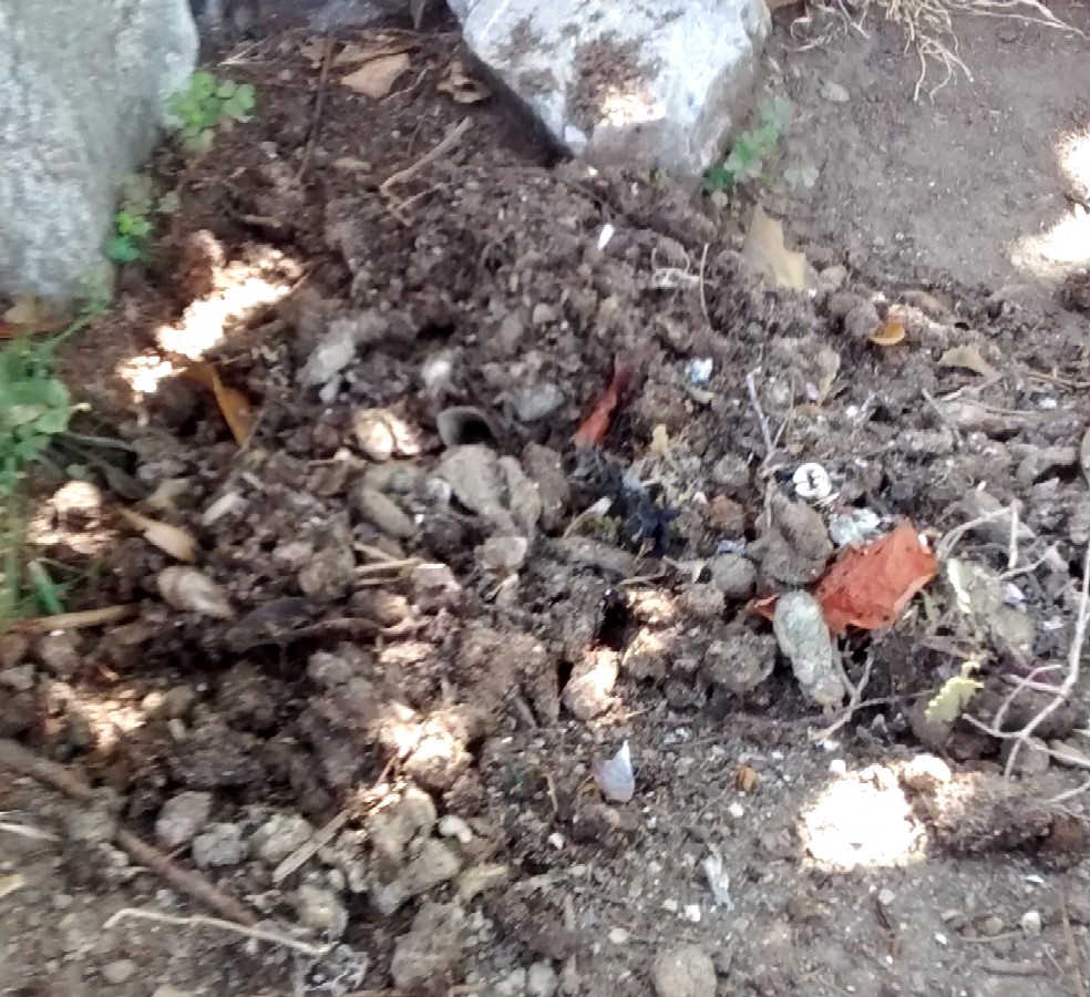 Savona: una "montagna di cacca" davanti alla colonia felina - Savonanews.it