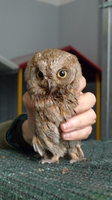 Savona, non i soliti rapaci affamati in Città: un piccolo assiolo ...