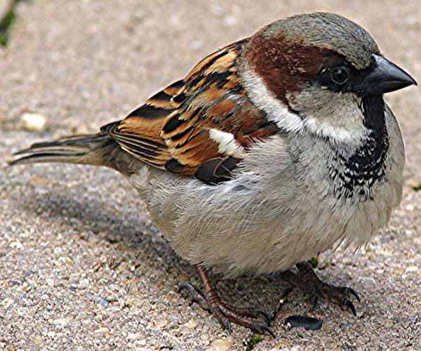 Savona, passerotto resta intrappolato nei locali del centro commerciale ...