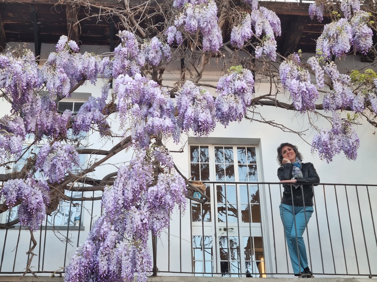 Glicini in fiore: dove trovarli e scattare foto pazzesche - Savonanews.it