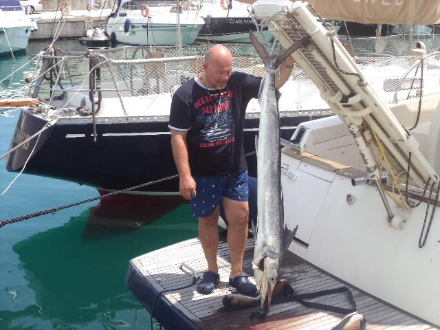 Tra Varazze ed Arenzano un nostro lettore 'pesca' una aguglia imperiale ...